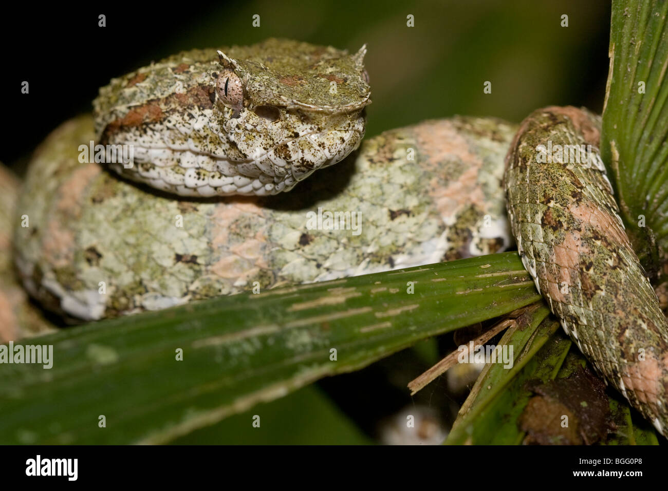 Eyelash pit viper, Bothriechis schlegelii; a highly venomous arboreal ...