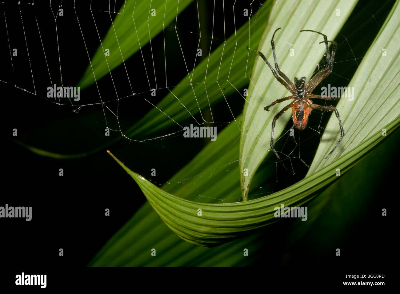 Orb-weaving spider in web Stock Photo - Alamy