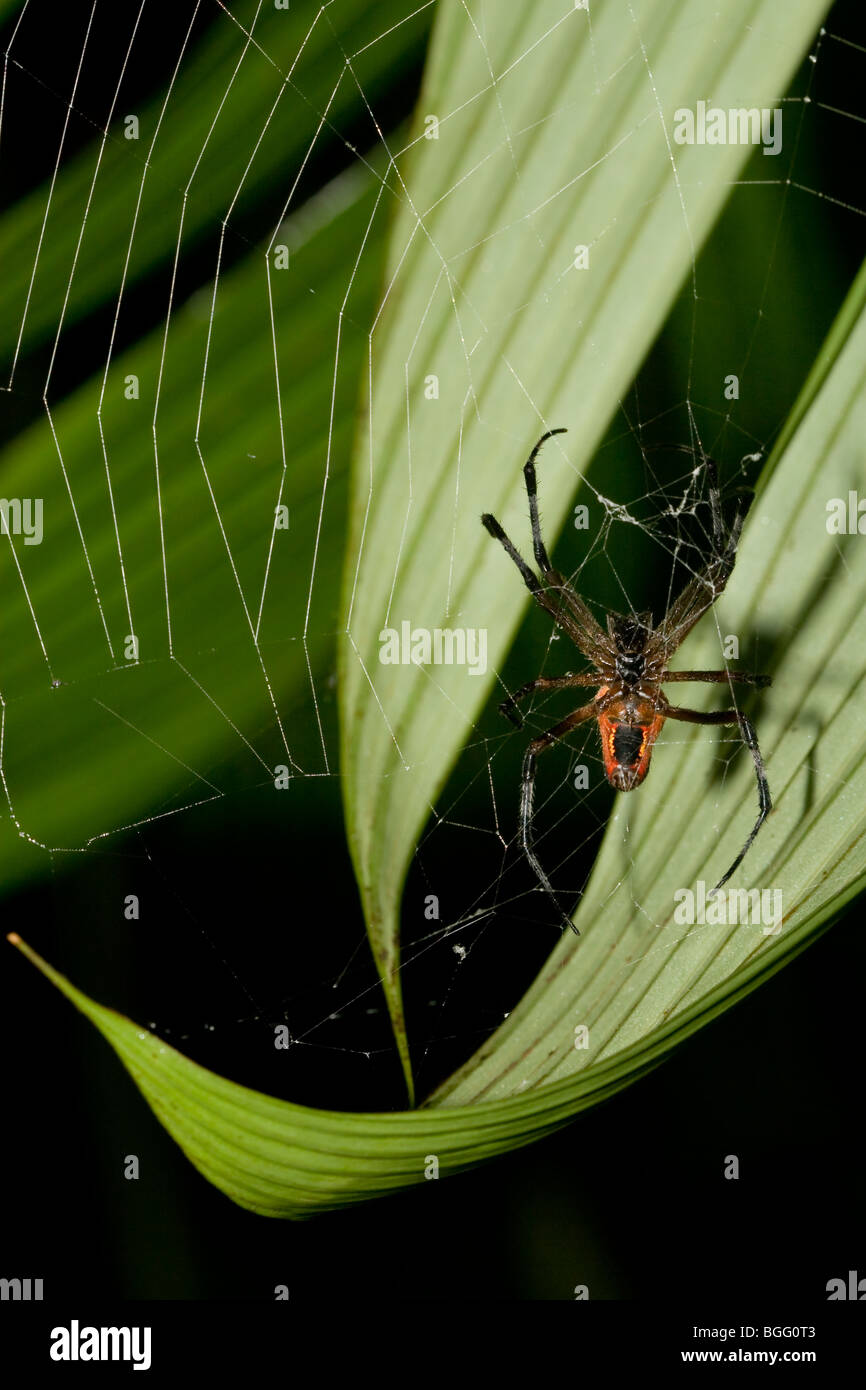 Orb-weaving spider in web Stock Photo - Alamy
