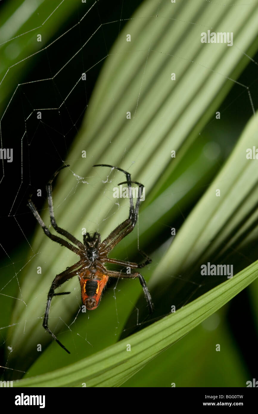 Orb-weaving spider in web Stock Photo - Alamy