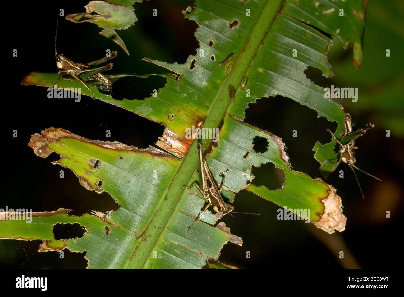 Leaf damage grasshopper hi-res stock photography and images - Alamy