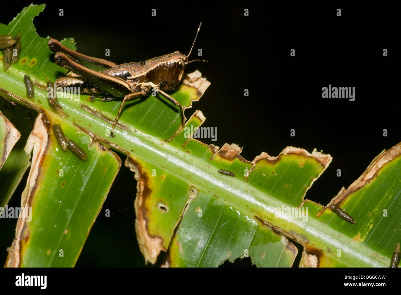 Leaf damage grasshopper hi-res stock photography and images - Alamy