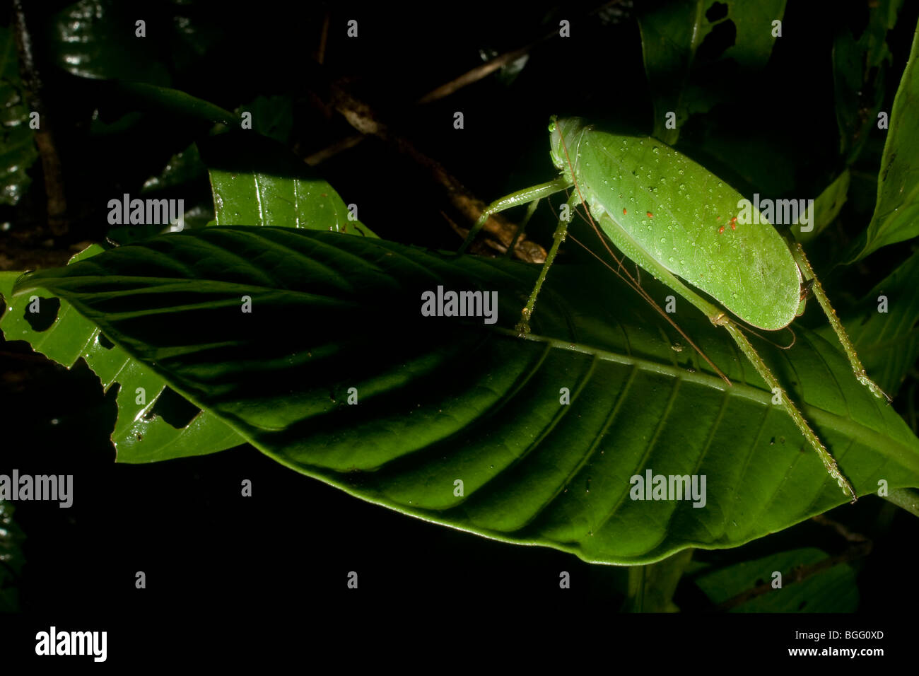 Katydid (bush cricket) in the lowland tropical rainforests of Costa ...