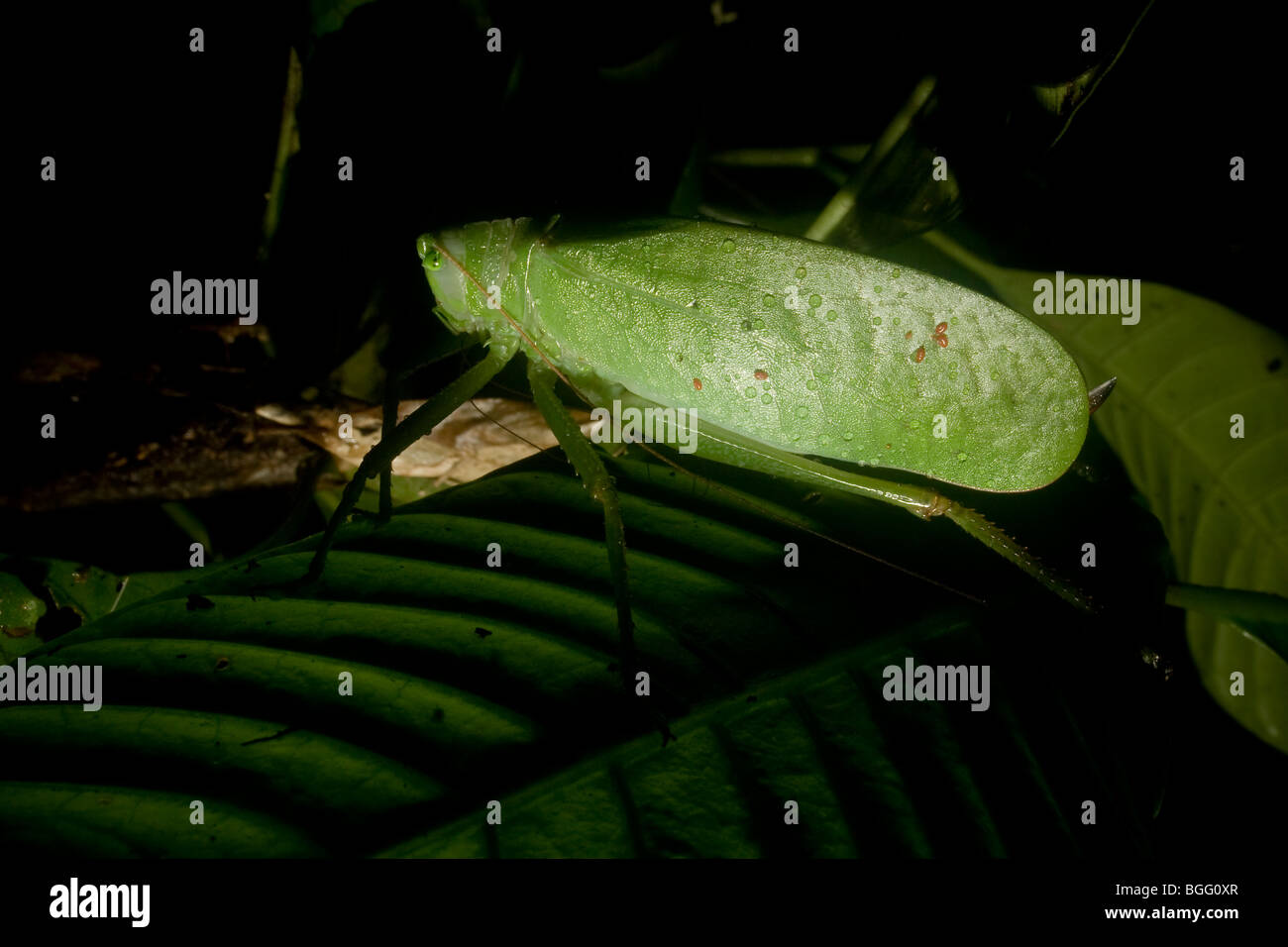 Its habitat is rainforests hi-res stock photography and images - Alamy