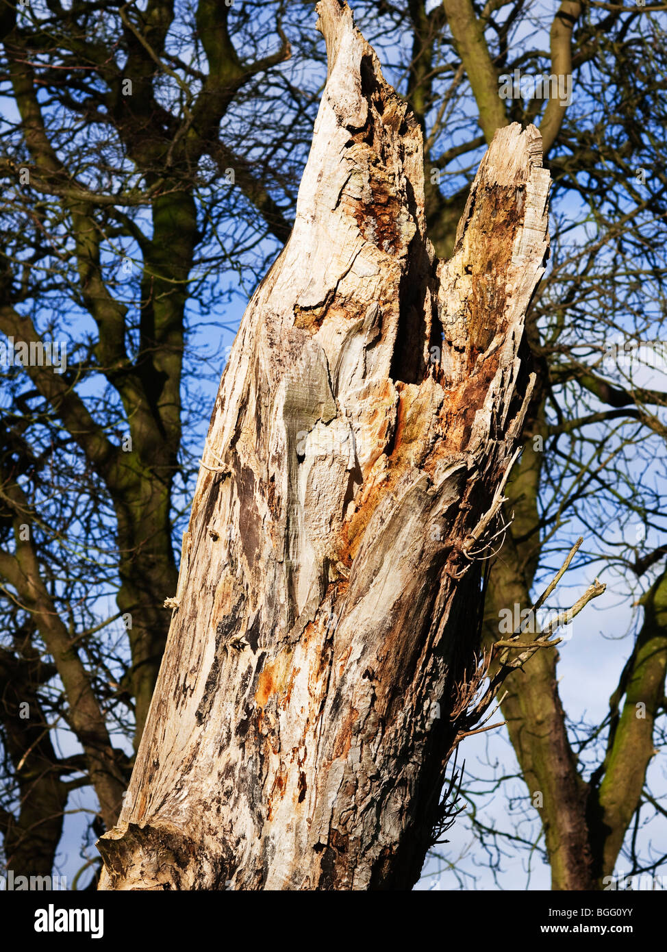 Twisted tree trunk hi-res stock photography and images - Alamy