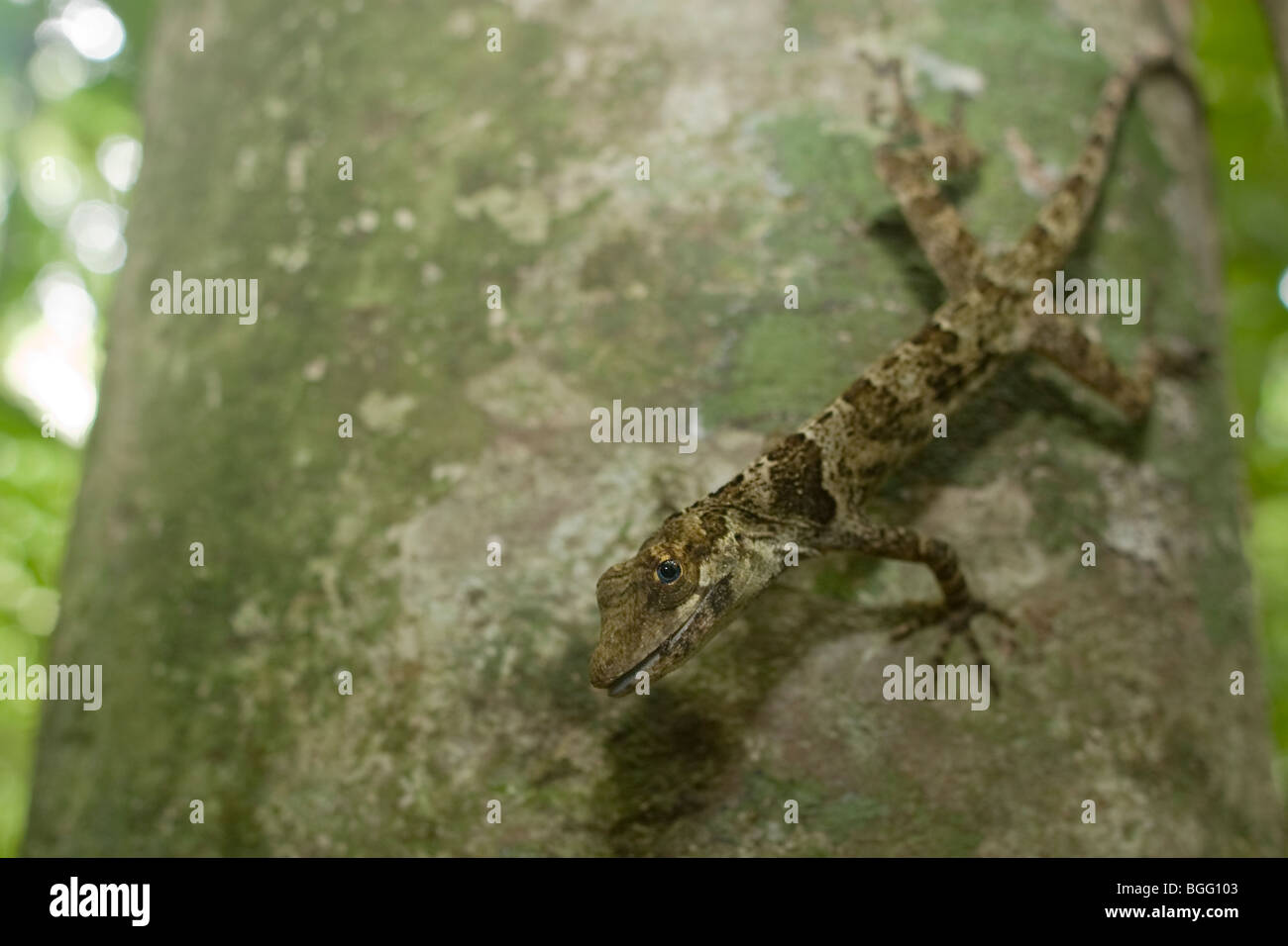 Blue eyed lizard hi-res stock photography and images - Alamy