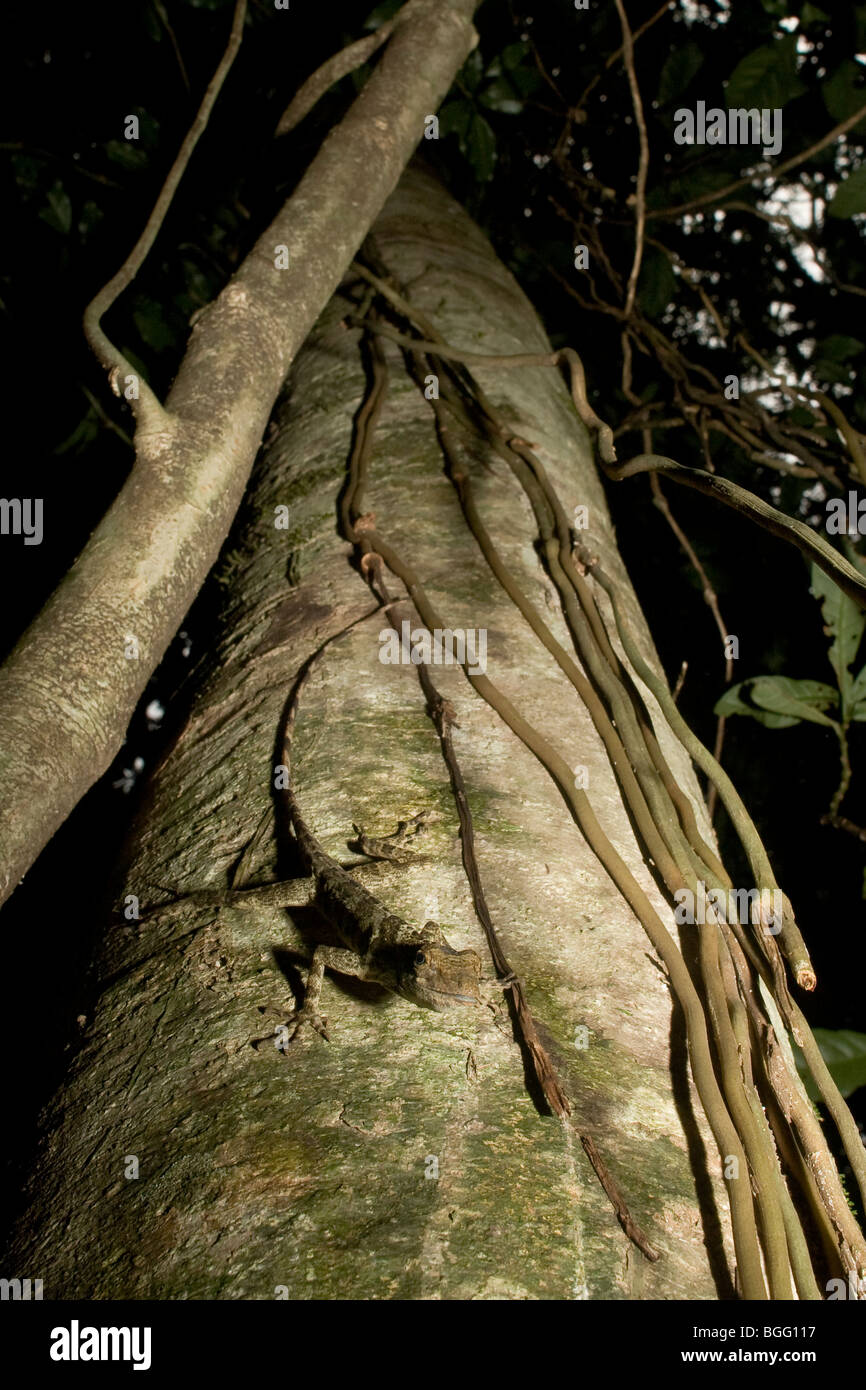 Blue-eyed anole lizard (Anolis woodi) in the cloud forests of ...