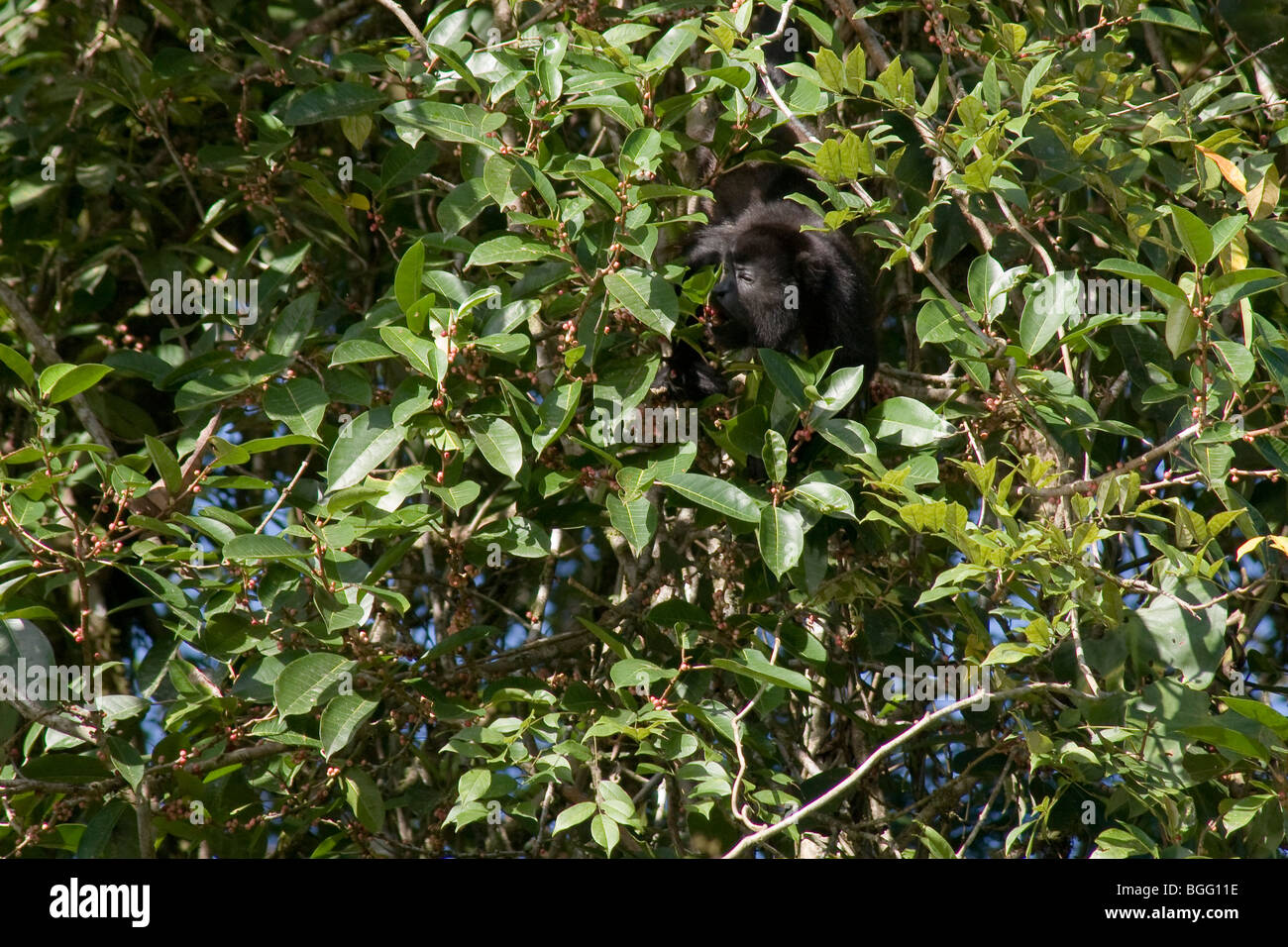 Howler monkey feeding on fruit Stock Photo - Alamy