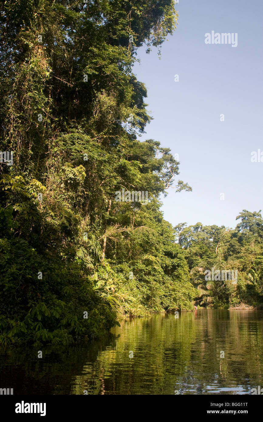 Tropical Lowland Rainforest Stock Photos & Tropical Lowland Rainforest ...
