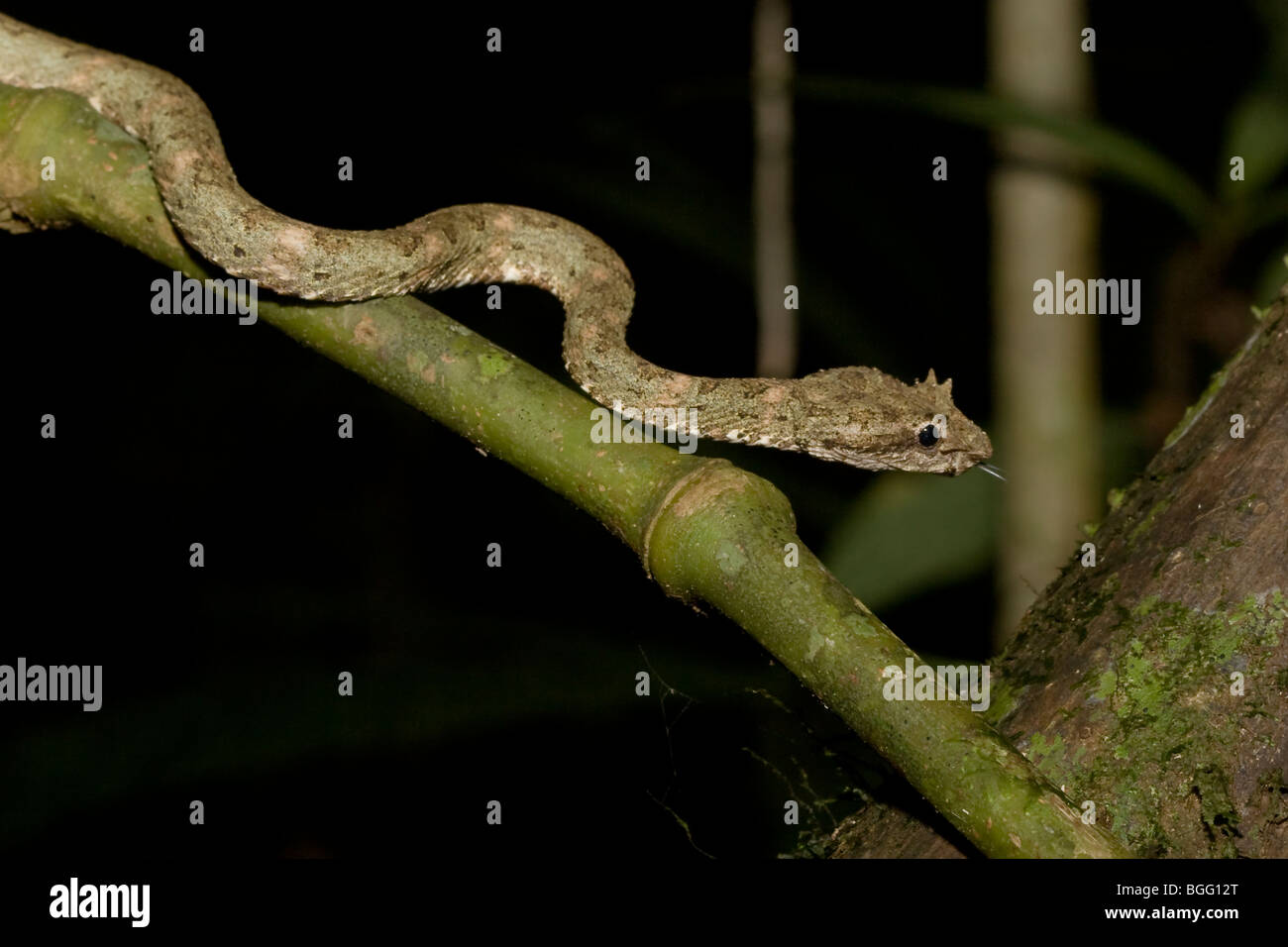 Eyelash pit viper, Bothriechis schlegelii; a highly venomous arboreal ...