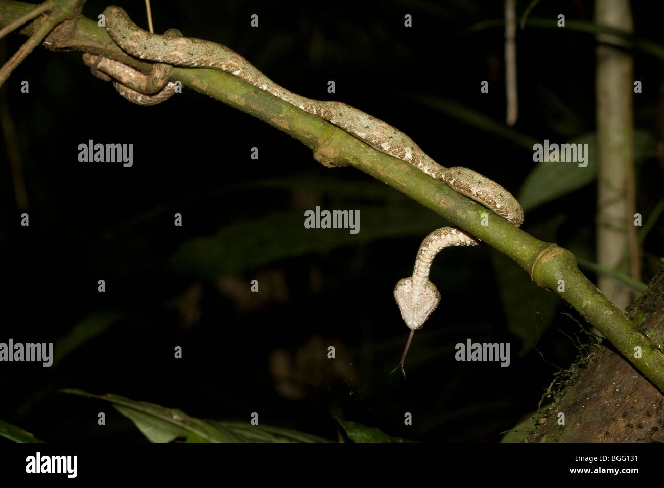 Eyelash pit viper, Bothriechis schlegelii; a highly venomous arboreal ...