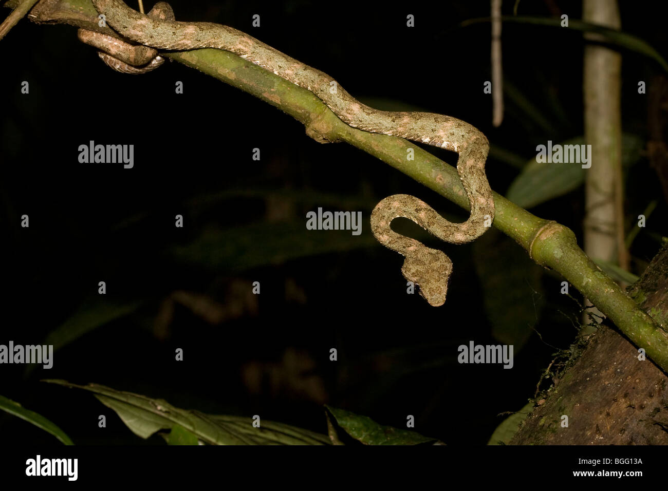 Eyelash pit viper, Bothriechis schlegelii; a highly venomous arboreal ...