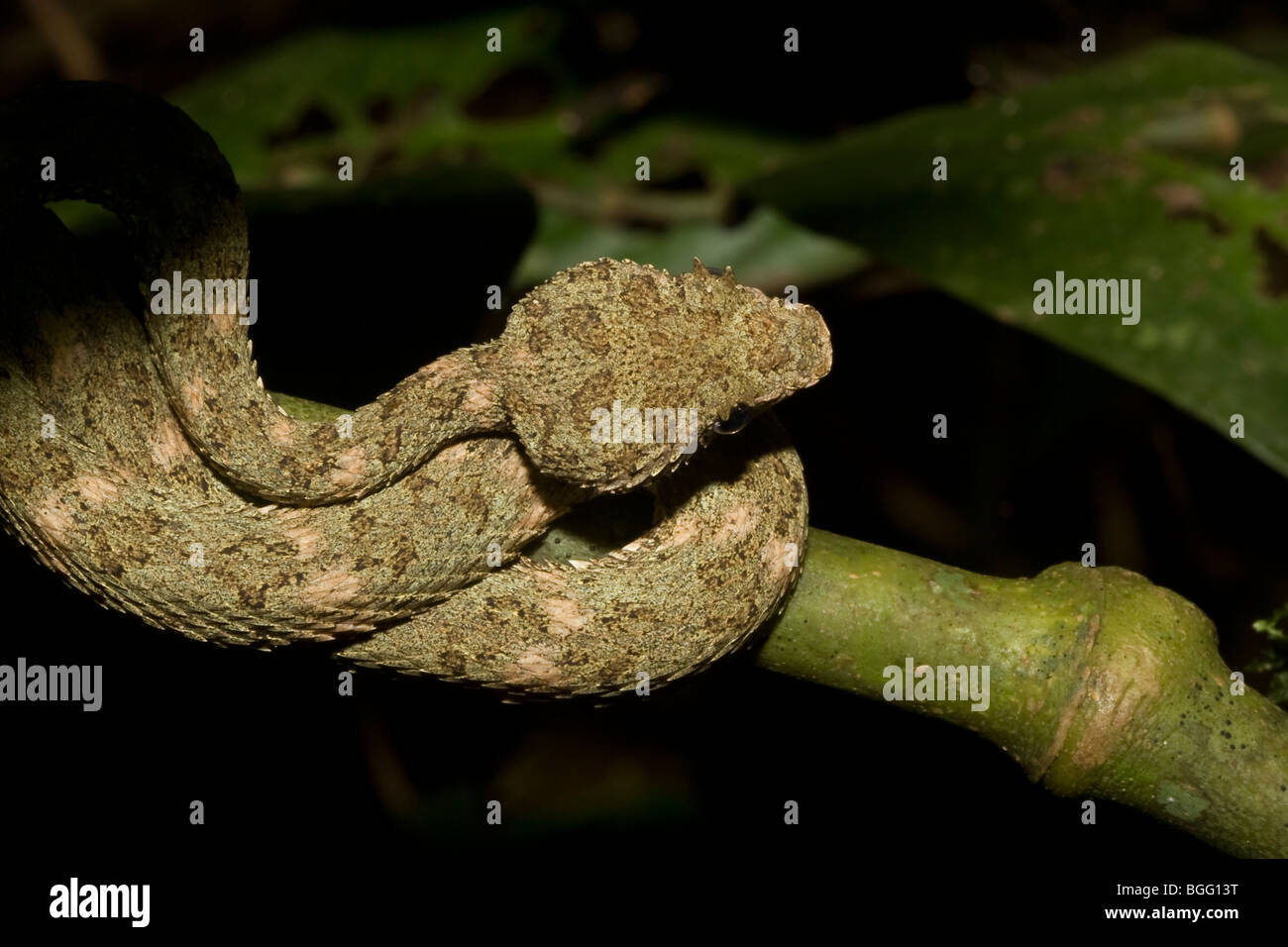 Arboreal wild shape hi-res stock photography and images - Alamy