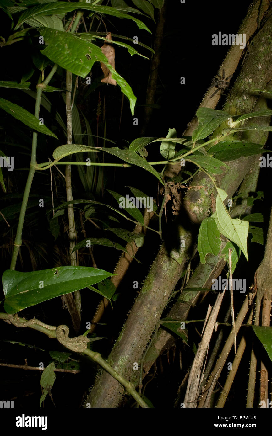 Tarantula next to an eyelash pit viper, Bothriechis schlegelii; a ...
