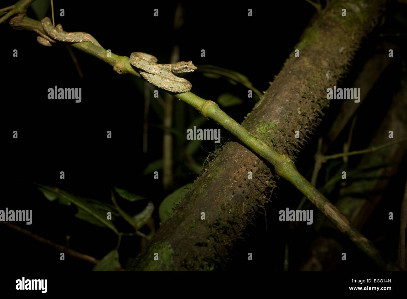 Morphs hi-res stock photography and images - Alamy