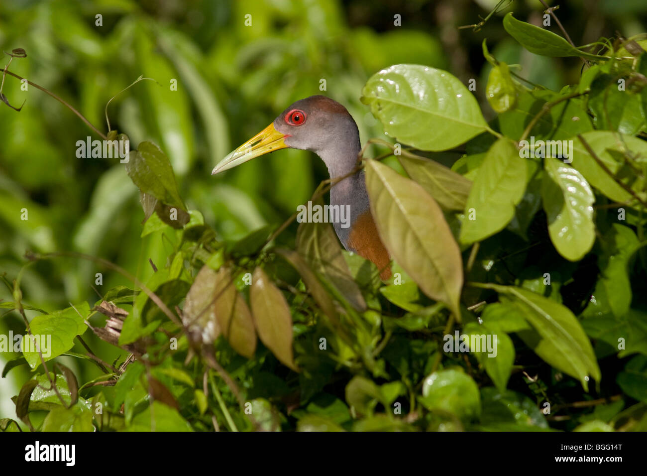 Grey-necked wood rail (Aramides cajaneus), photographed in Costa Rica ...