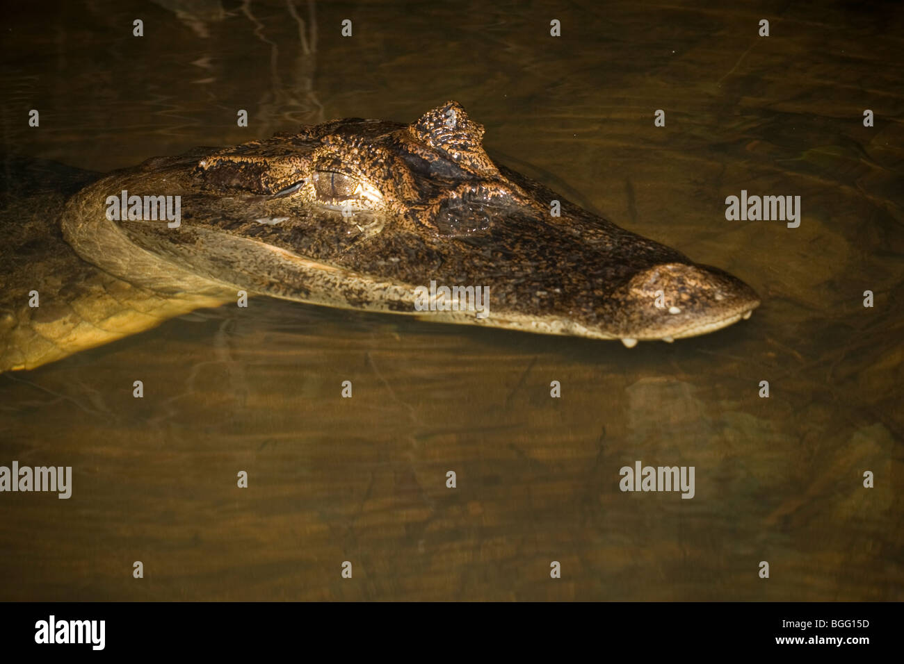 A caiman (Caiman crocodilus). Photographed in Costa Rica Stock Photo ...