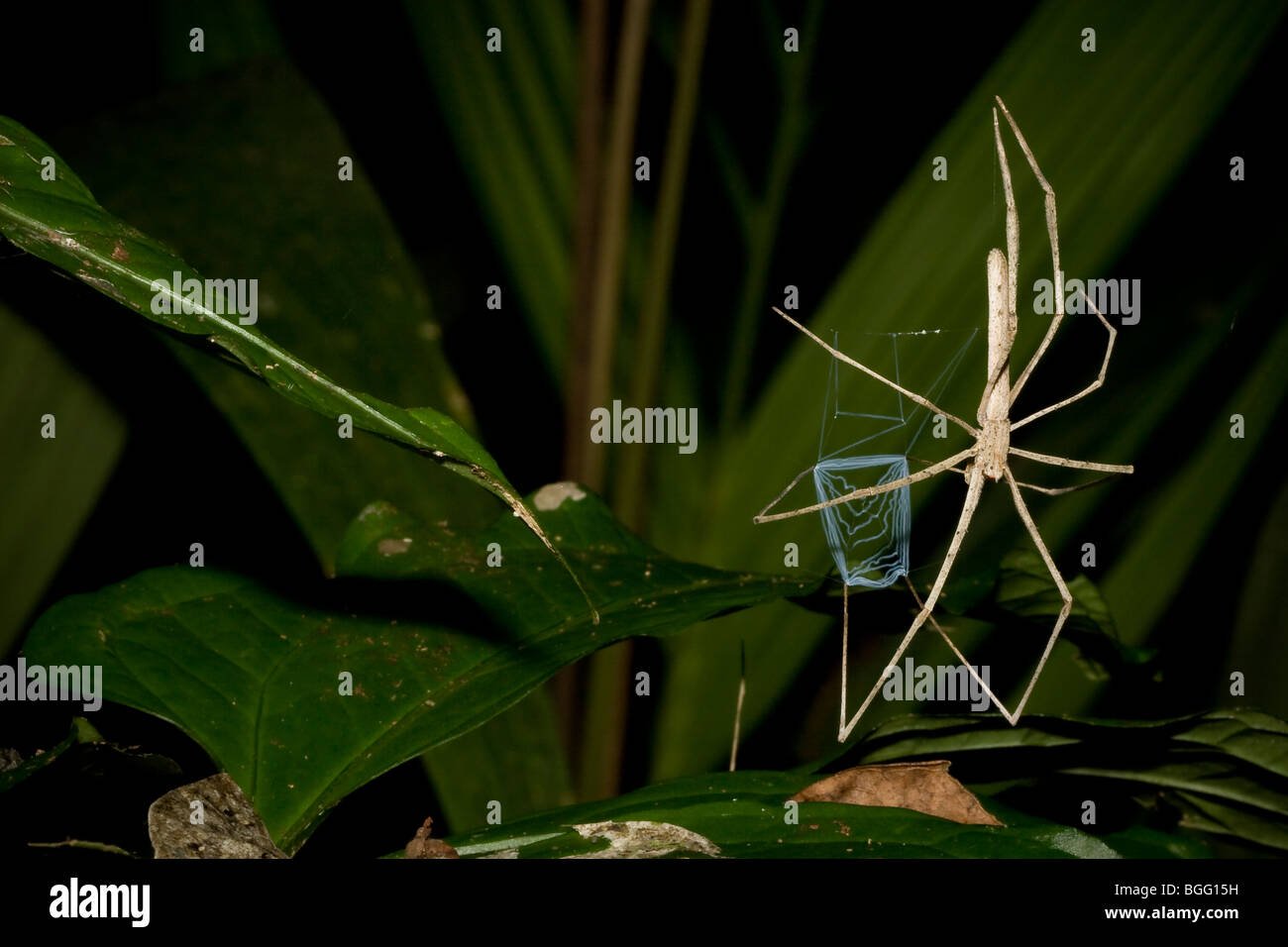 A net-casting spider, family Deinopidae, with net ready for prey Stock ...