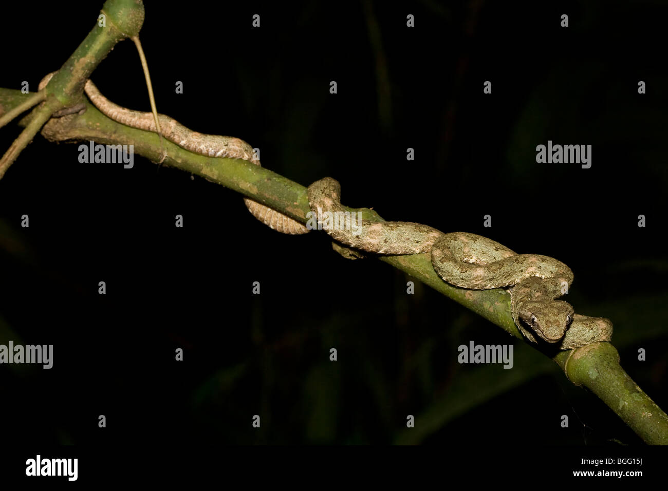Eyelash pit viper, Bothriechis schlegelii; a highly venomous arboreal ...