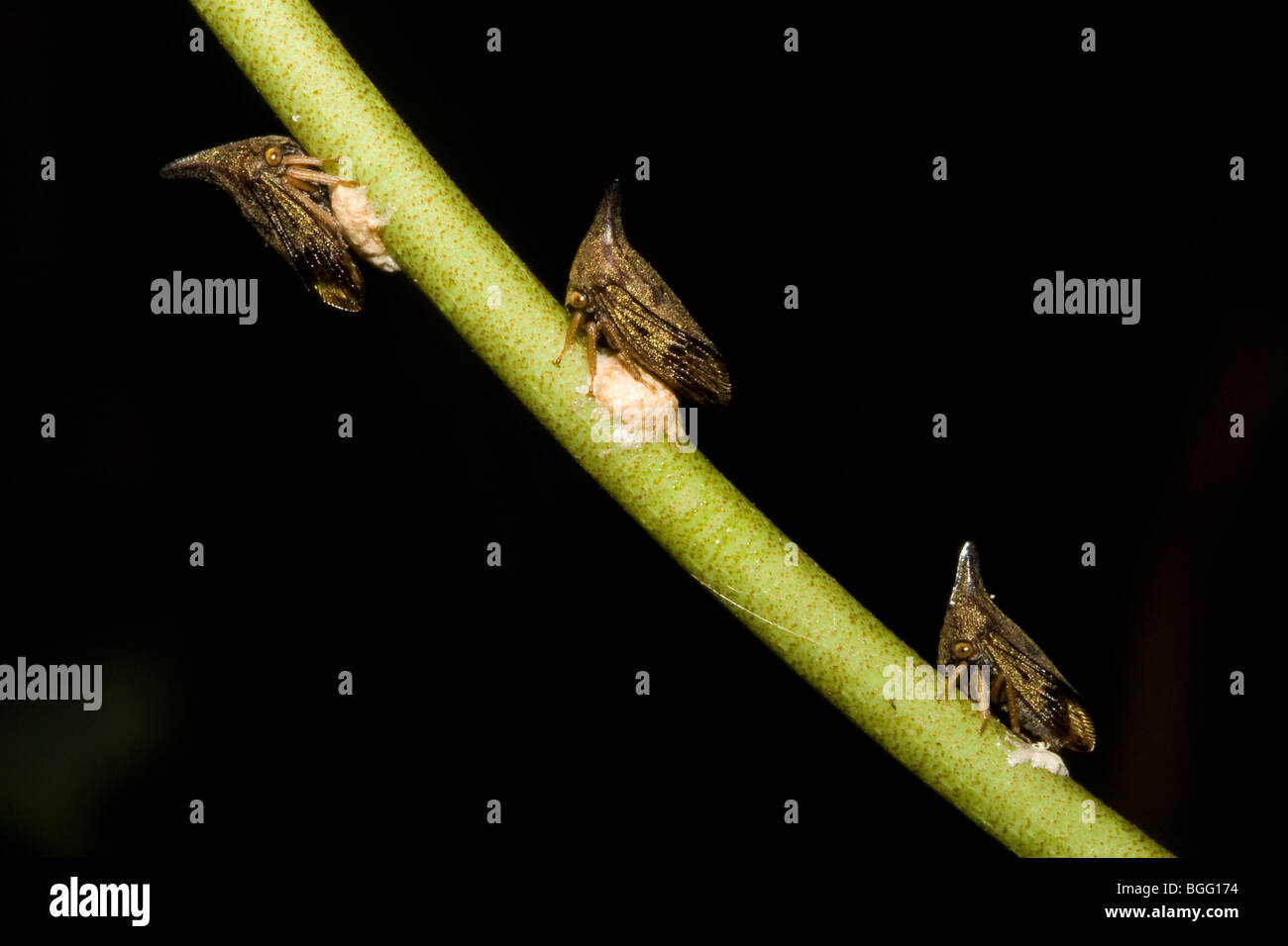 Group of thorn-like treehoppers in the lowland dry tropical rainforests ...