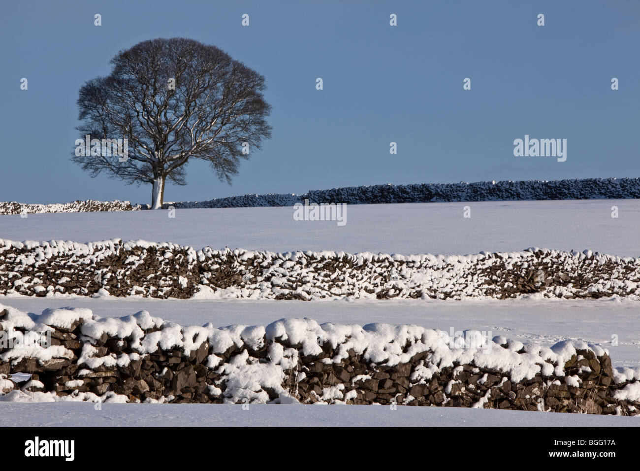 Snow covered fields with dry stone walls and a winter tree at Tidesdale ...