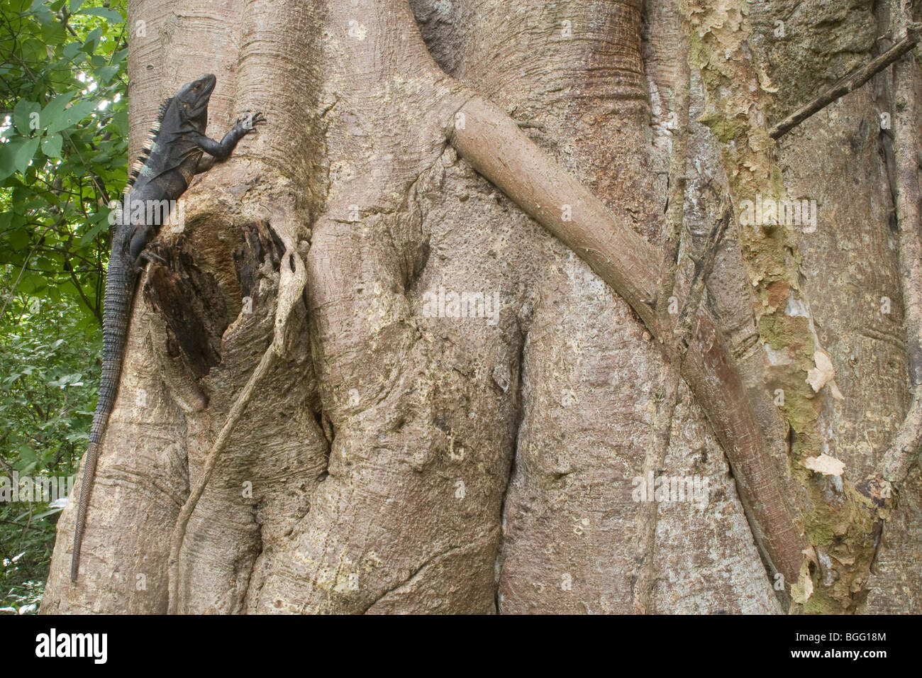 A ctenosaur, or black spiny-tailed iguana (Ctenosaura similis), perched ...