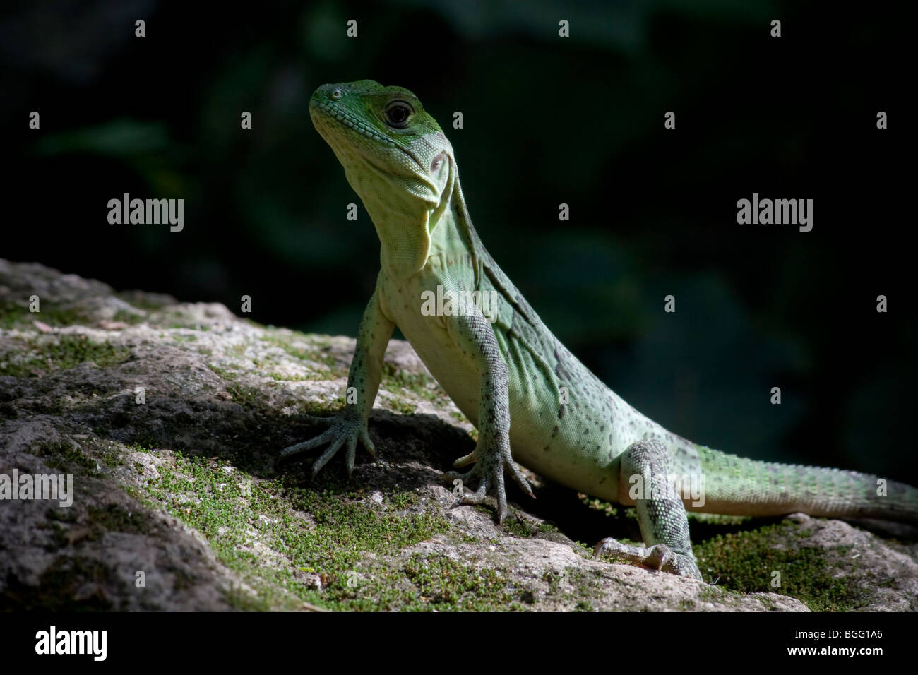 Garrobo hi-res stock photography and images - Alamy