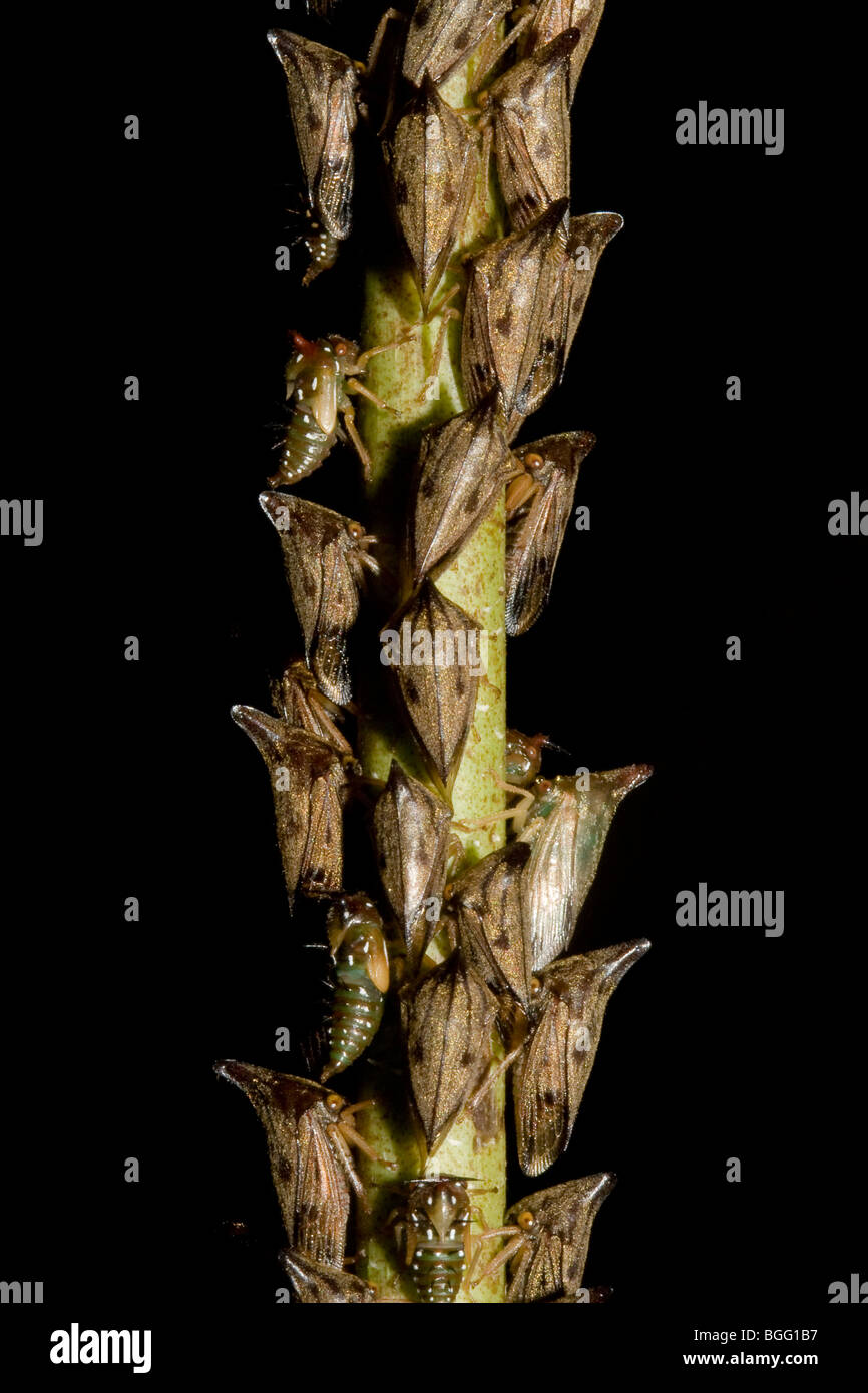 Group of thorn-like treehoppers at night in the lowland dry tropical ...