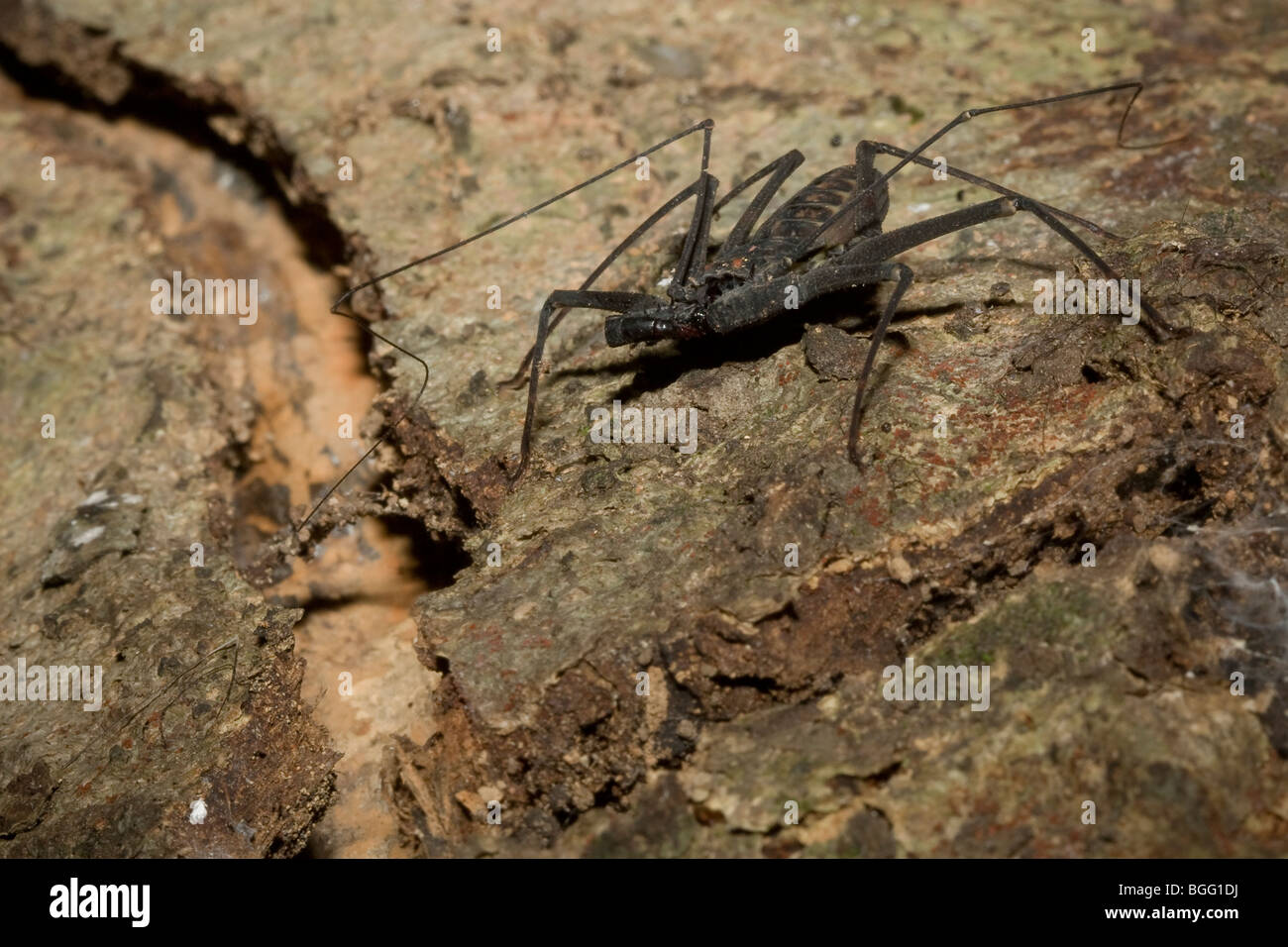 Tailless whip scorpion, order Amblypygi. Also simply referred to as ...