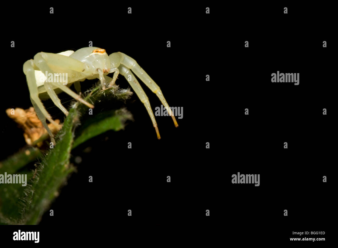 Thomisidae family hi-res stock photography and images - Alamy