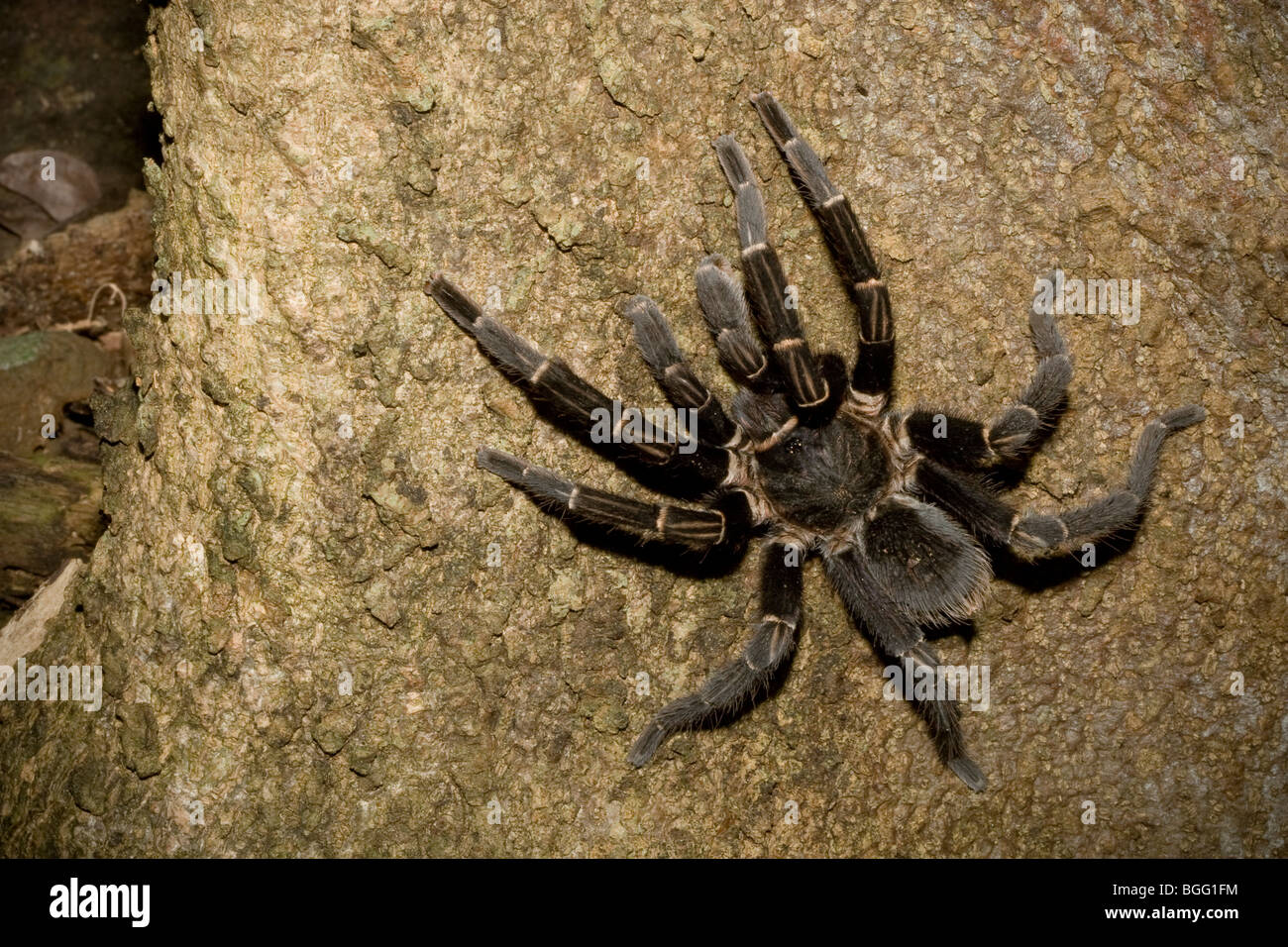 A tarantula in a seasonal dry forest in Costa Rica Stock Photo - Alamy