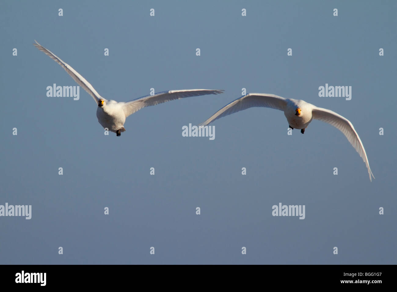 Whooper Swan Cygnus cygnus in flight blue sky Stock Photo - Alamy