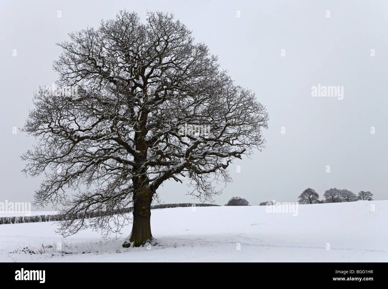 Surrey snow scene with lone tree Stock Photo - Alamy