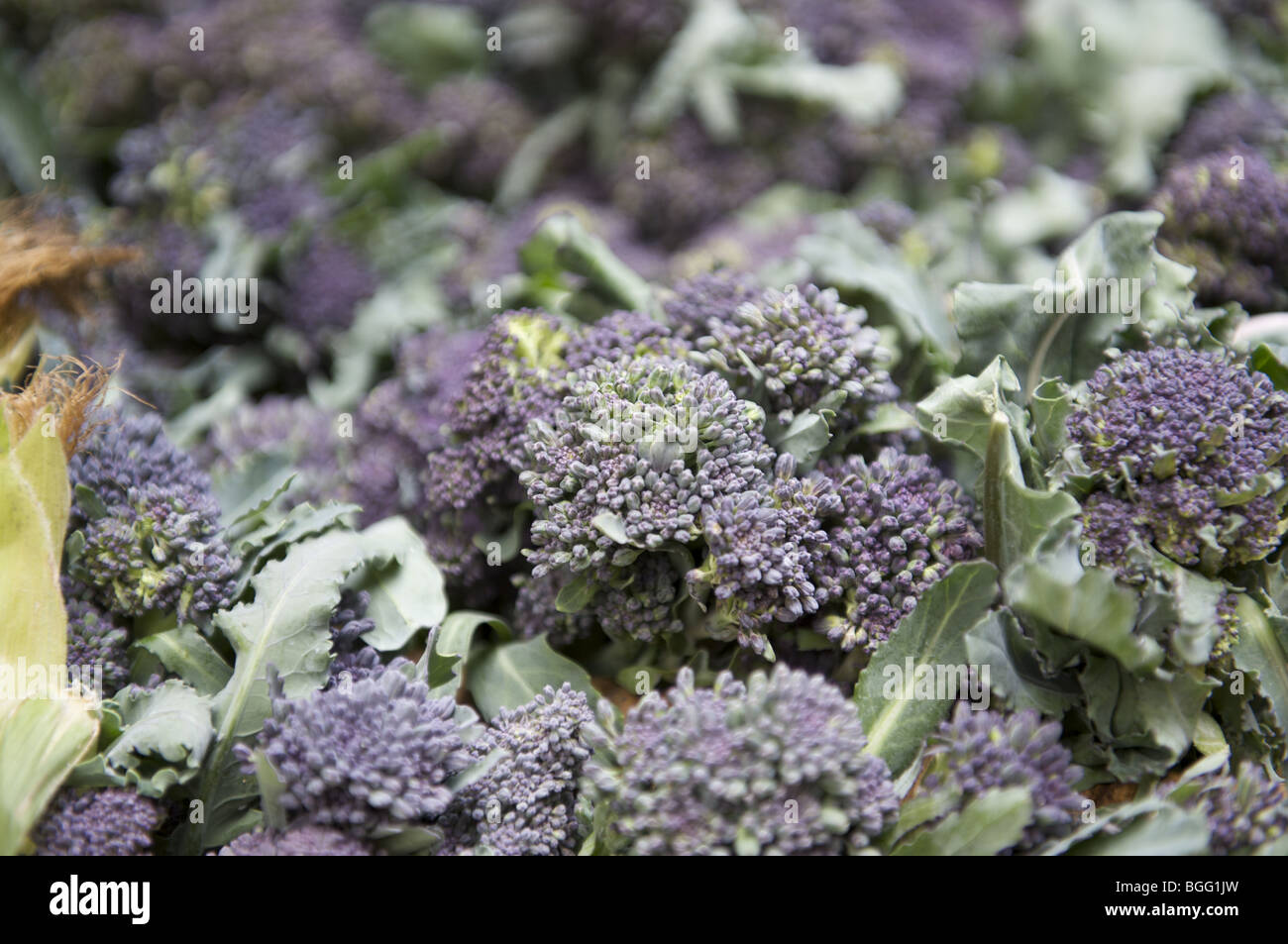 Purple sprouting broccoli Stock Photo - Alamy
