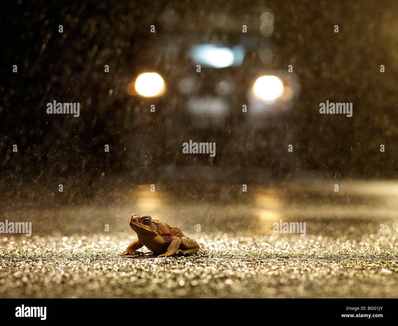 Cane toad road hi-res stock photography and images - Alamy