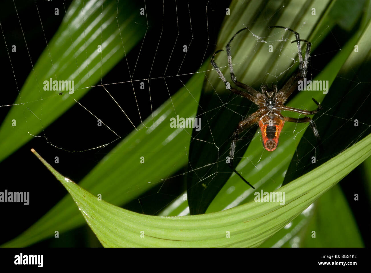 Orb-weaving spider in web Stock Photo - Alamy