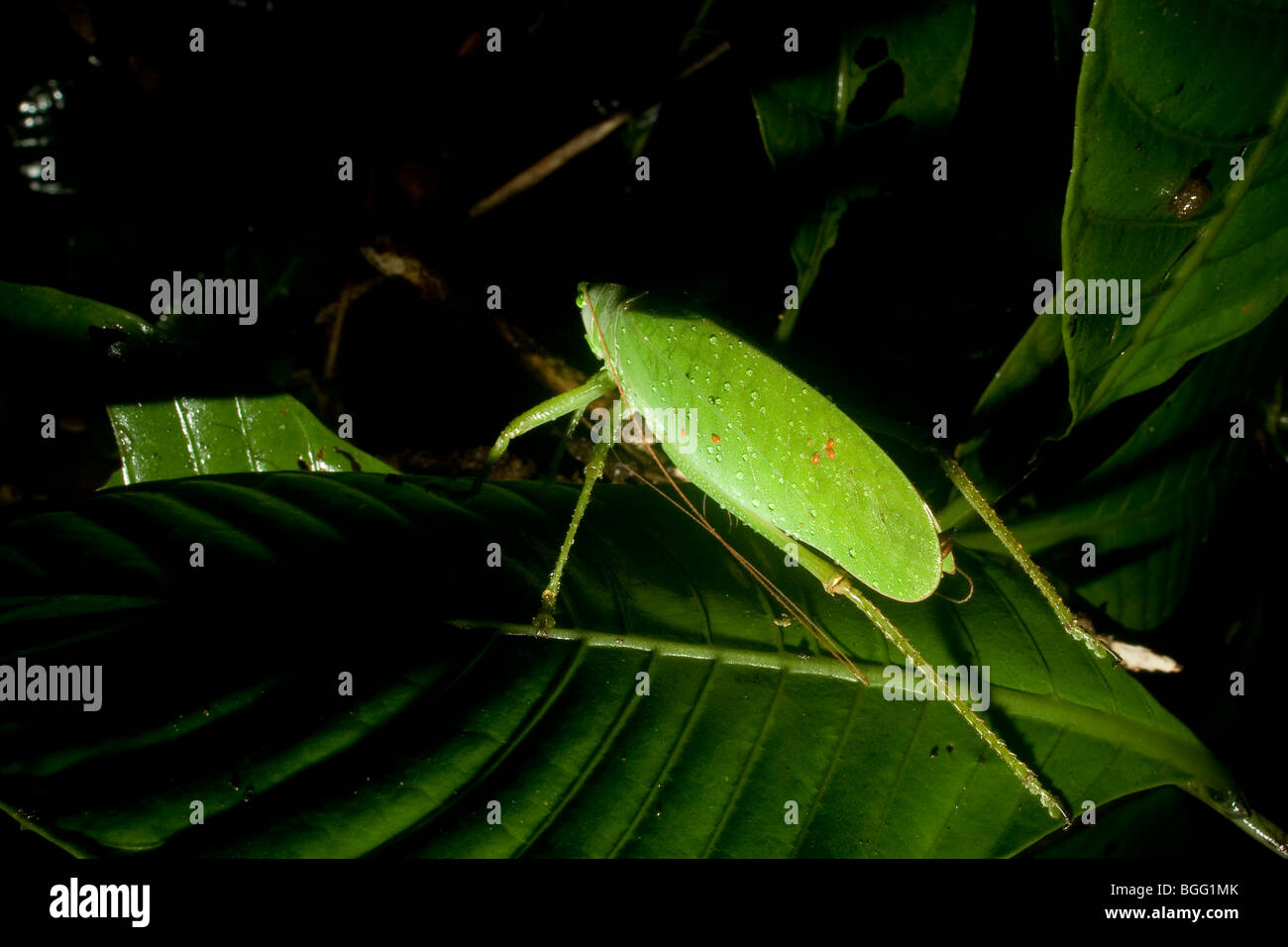 Its habitat is rainforests hi-res stock photography and images - Alamy