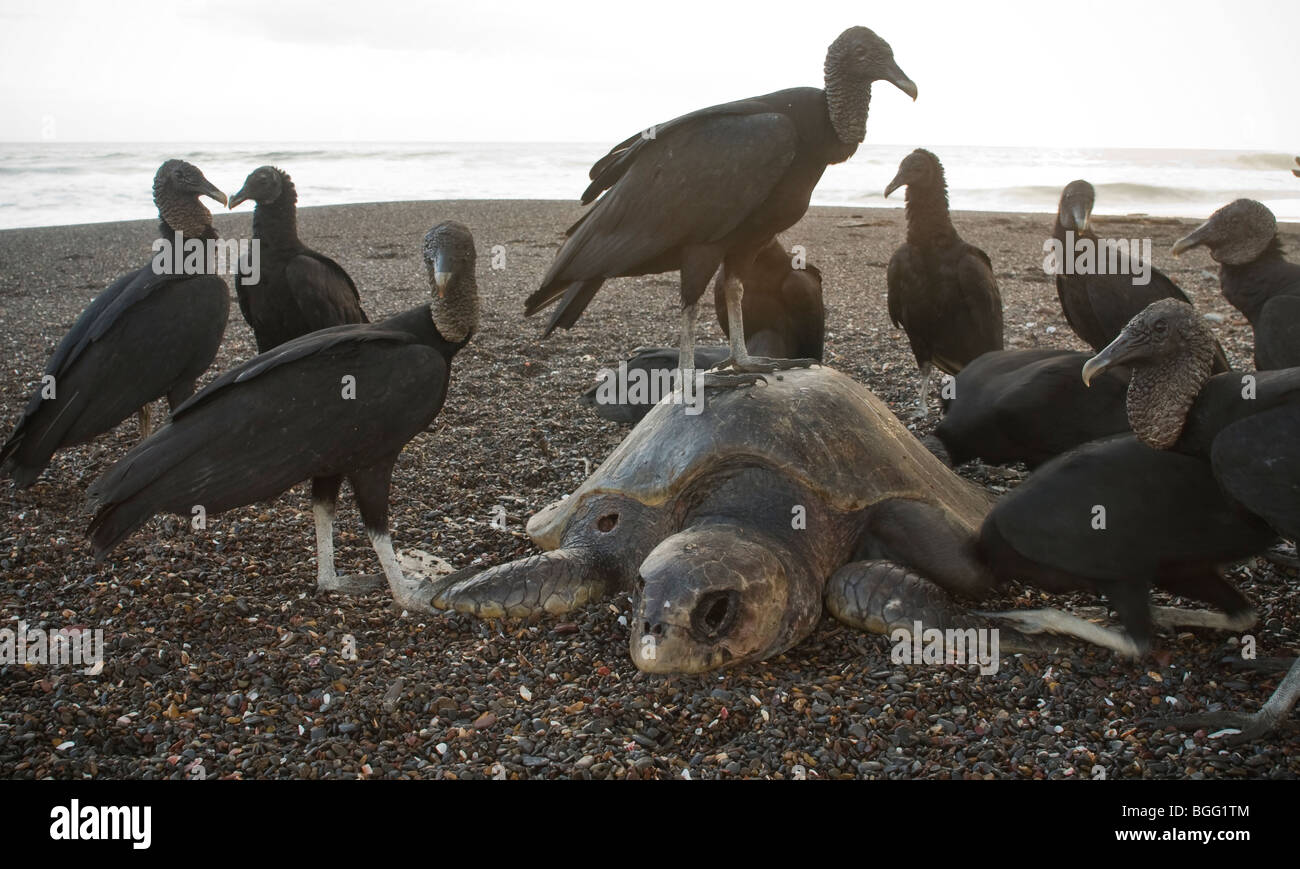 Dead Olive Ridley sea turtle (Lepidochelys olivacea) being scavenged by ...