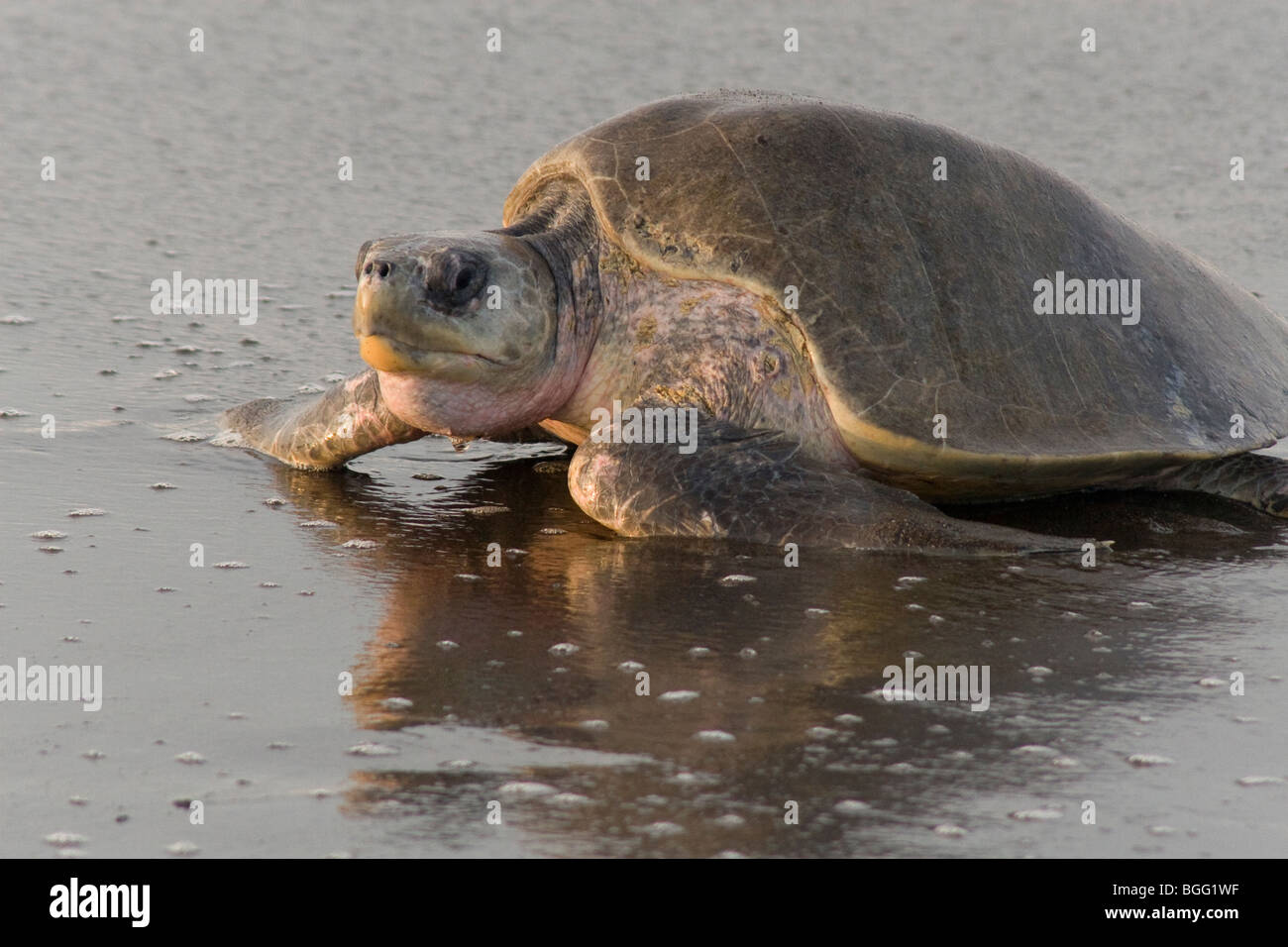 Endangered female Olive Ridley sea turtle (Lepidochelys olivacea ...