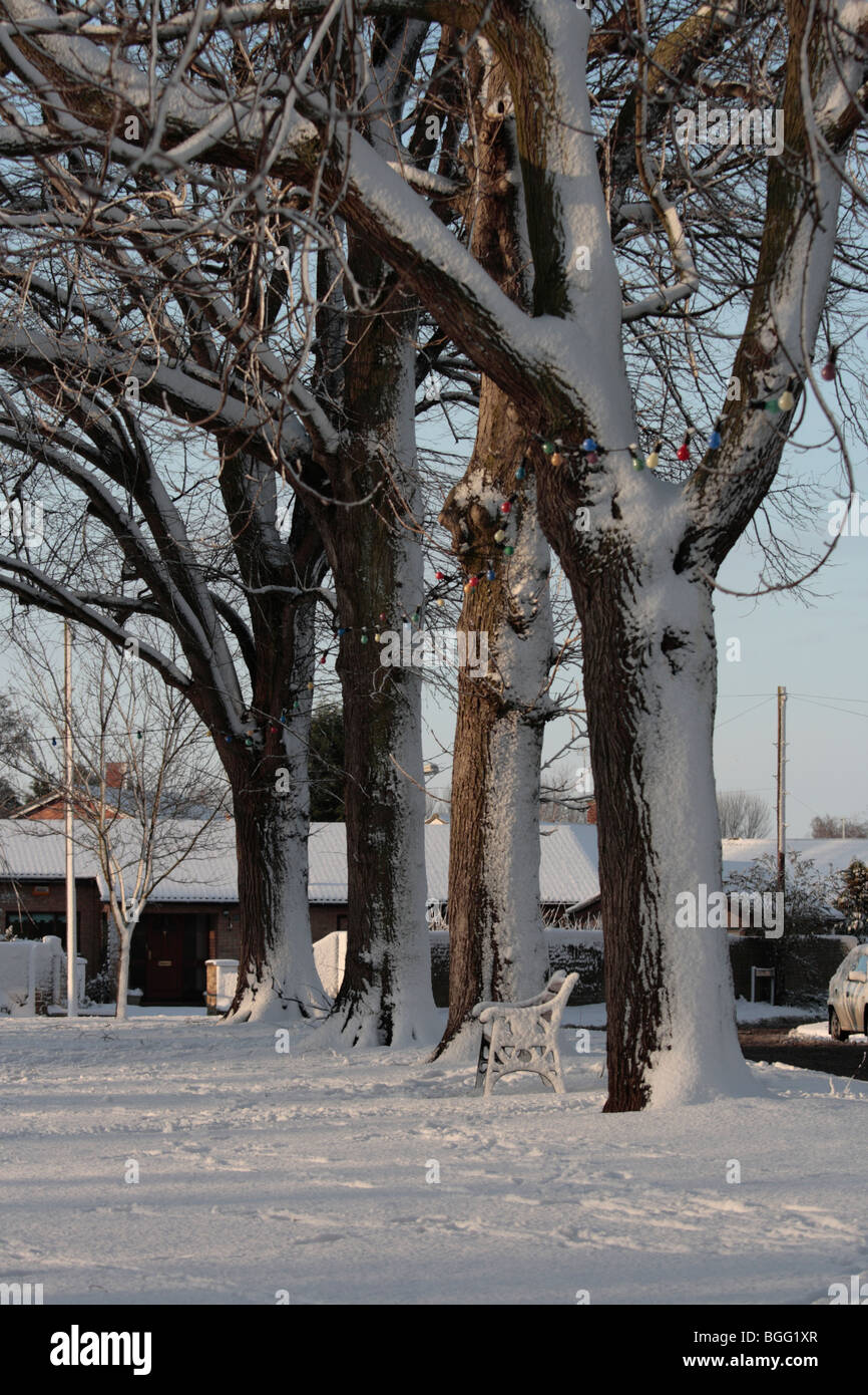 Snow on trees Stock Photo - Alamy