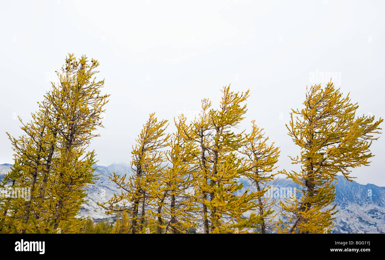 Larch trees in fall colour hi-res stock photography and images - Alamy