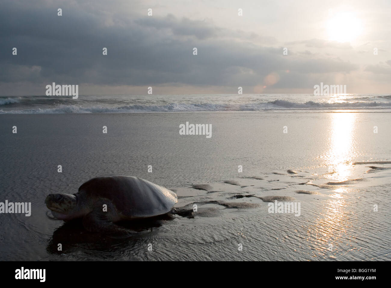 Endangered female olive ridley sea turtle, Lepidochelys olivacea ...