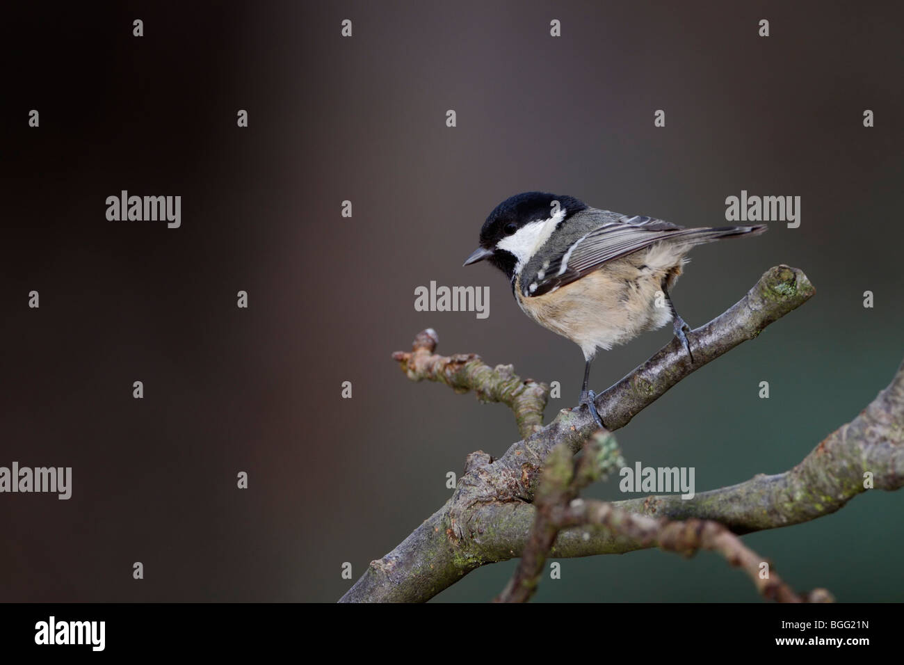 Coal Tit Periparus ater Stock Photo - Alamy