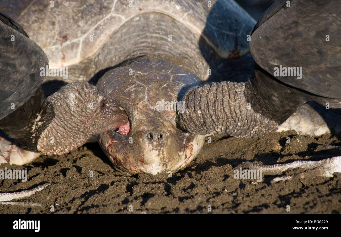 Endangered Olive Ridley sea turtle (Lepidochelys olivacea) being ...