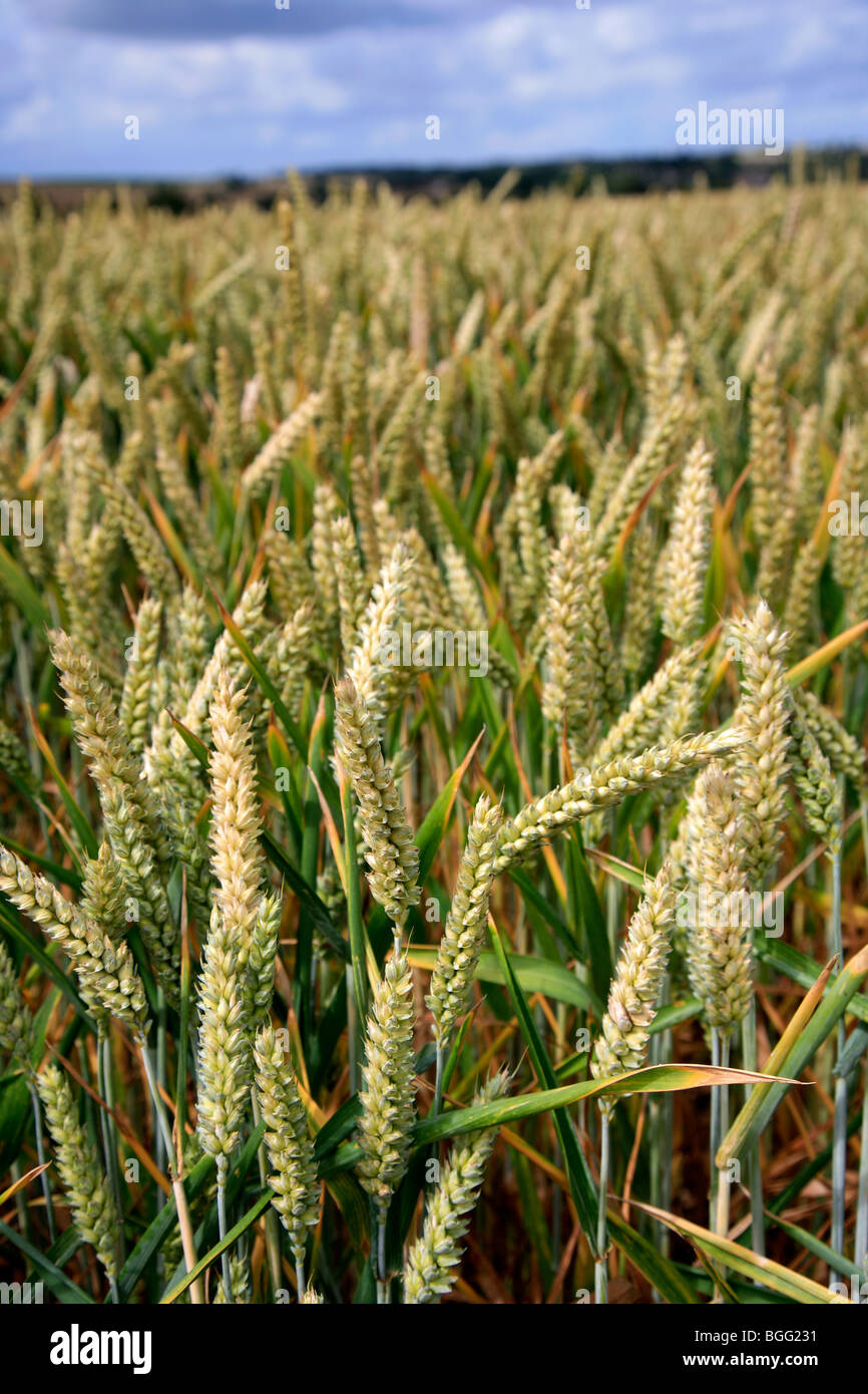 Fenland farming hi-res stock photography and images - Alamy