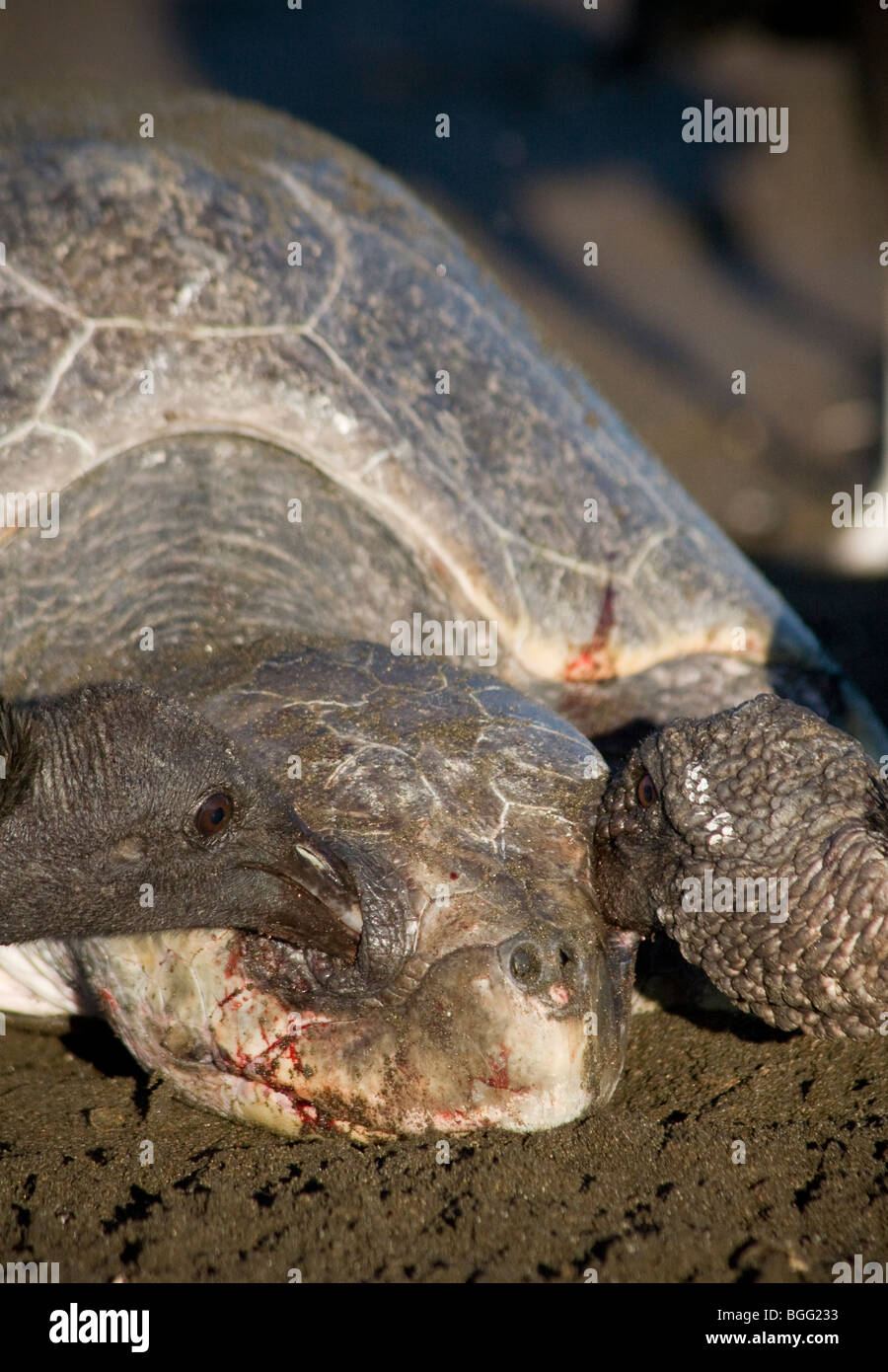 Endangered Olive Ridley sea turtle (Lepidochelys olivacea) being ...