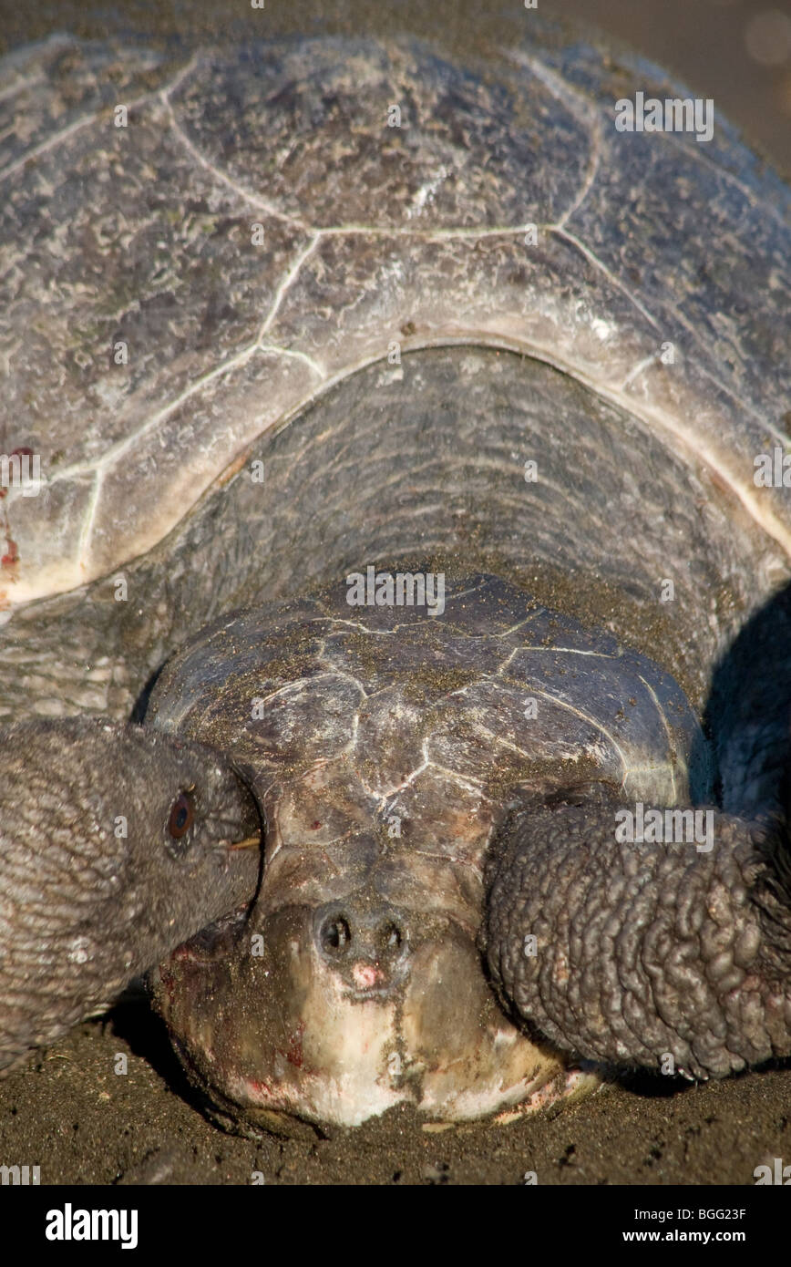 Endangered Olive Ridley sea turtle (Lepidochelys olivacea) being ...