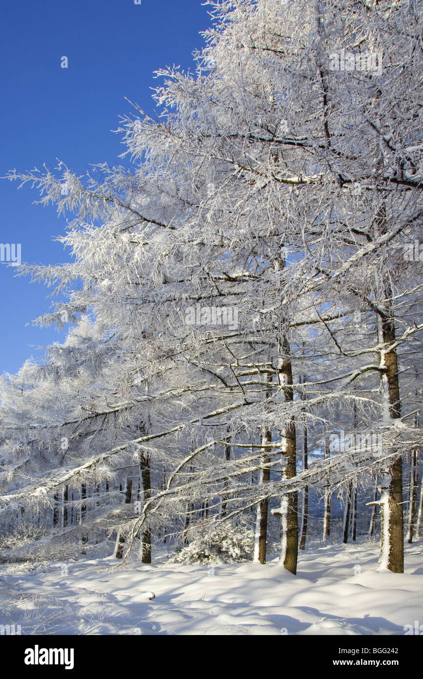 Winter wonderland in North York Moors National Park Stock Photo - Alamy