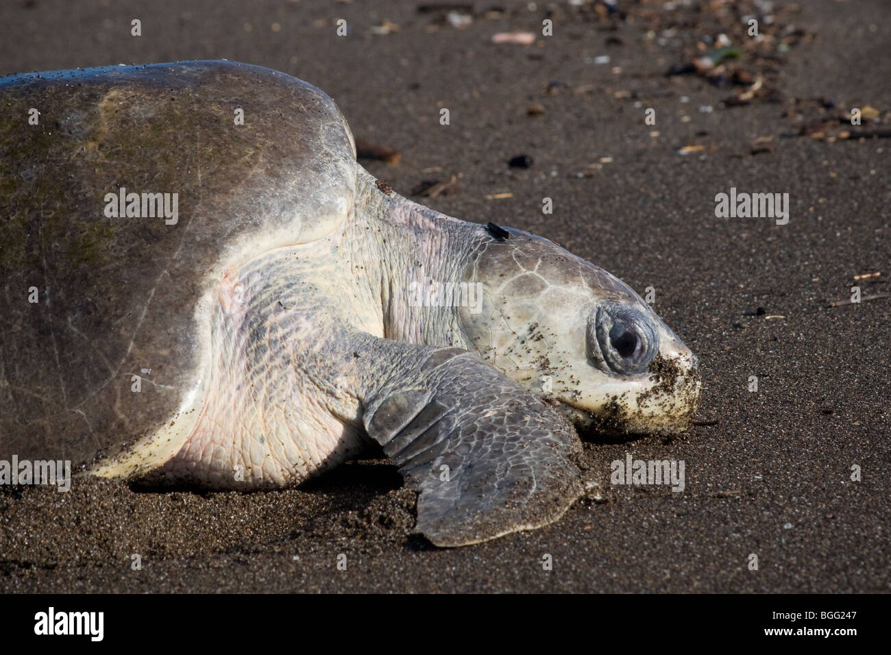 Female olive ridley sea turtle, Lepidochelys olivacea, (an endangered ...
