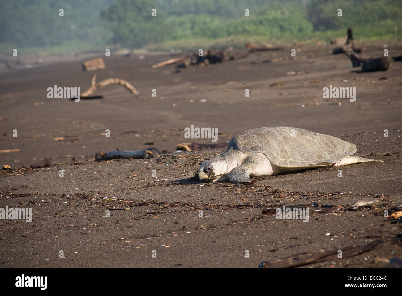 Female olive ridley sea turtle, Lepidochelys olivacea, (an endangered ...